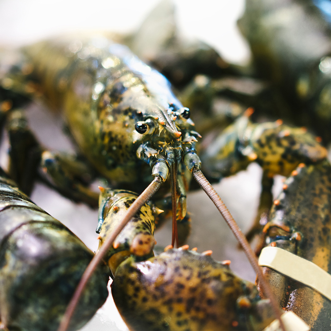 Weekly Specials - Fresh Seafood - Retail Counter & Restaurant